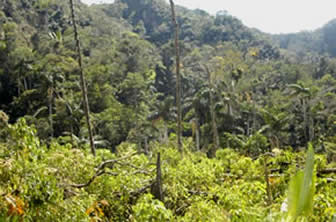 TIPNIS, Habrá un aprovechamiento racional de riqueza natural