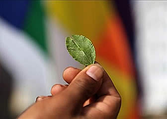 Coca: Hoja sagrada de los aymaras