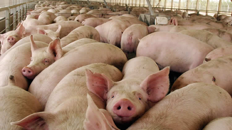 Anuncian incremento en precio de carne de cerdo por fiestas de fin de año